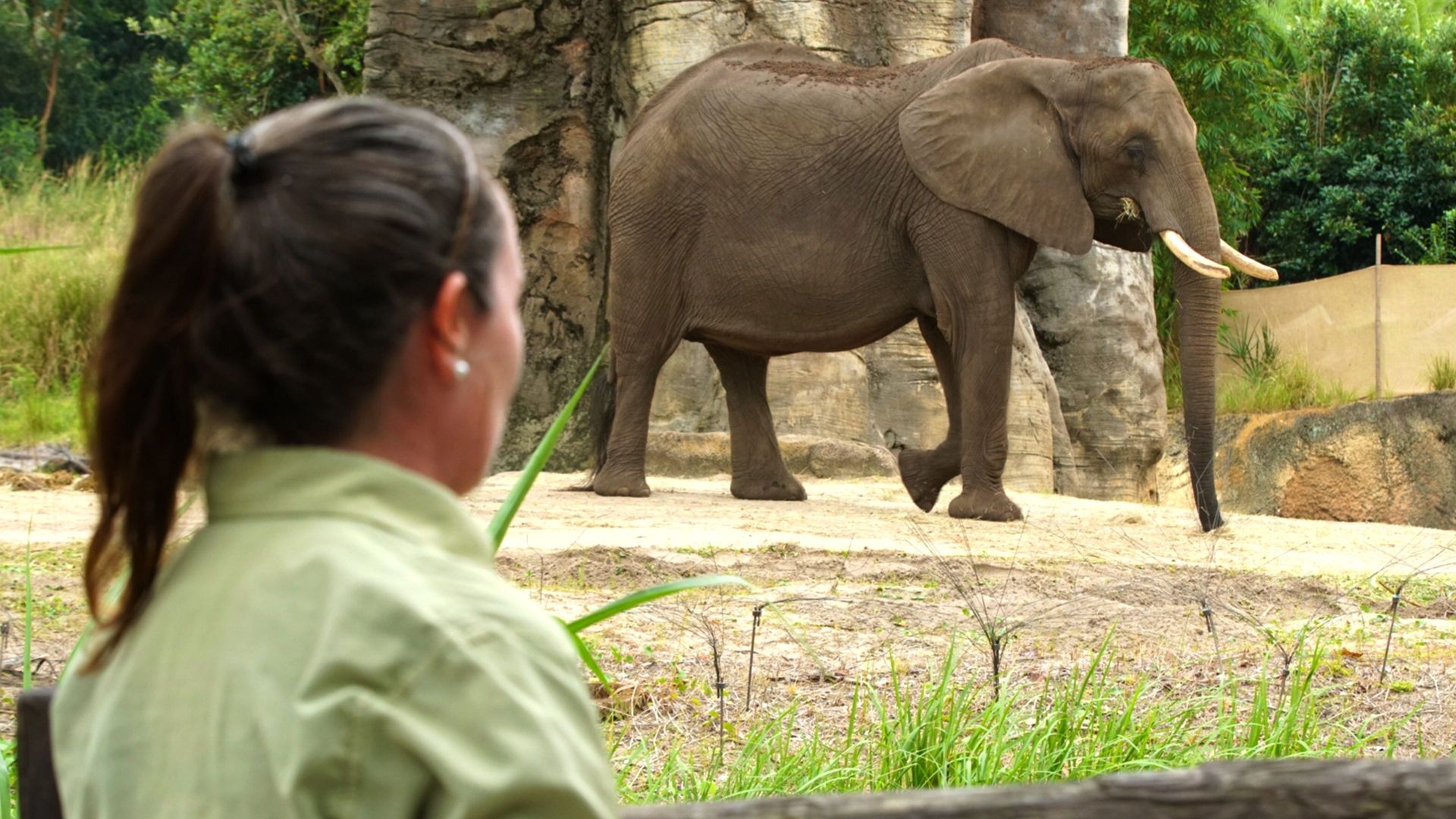 Magic of Disney's Animal Kingdom - Season 1 Episode 1: Kenya, the Gutsy ...
