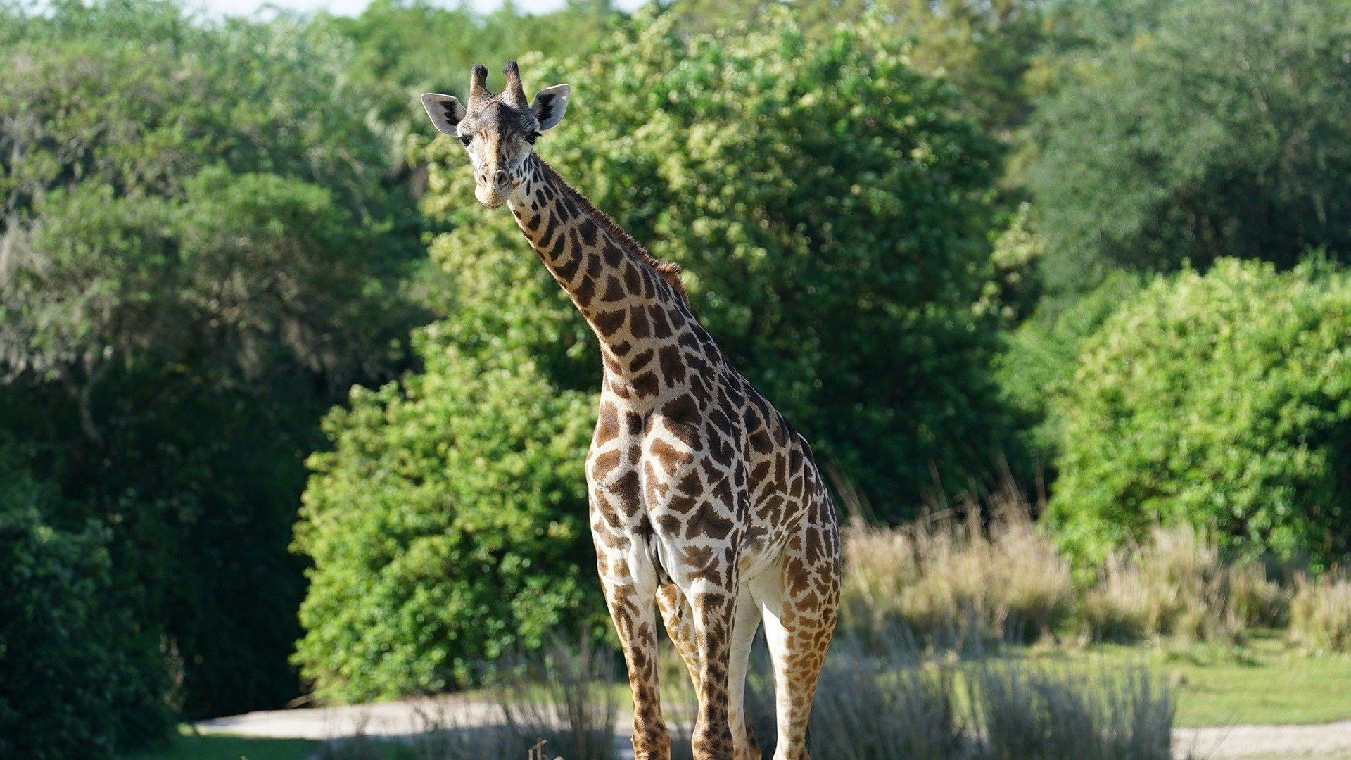 Magic of Disney's Animal Kingdom - Season 2 Episode 1: Giraffe Jam