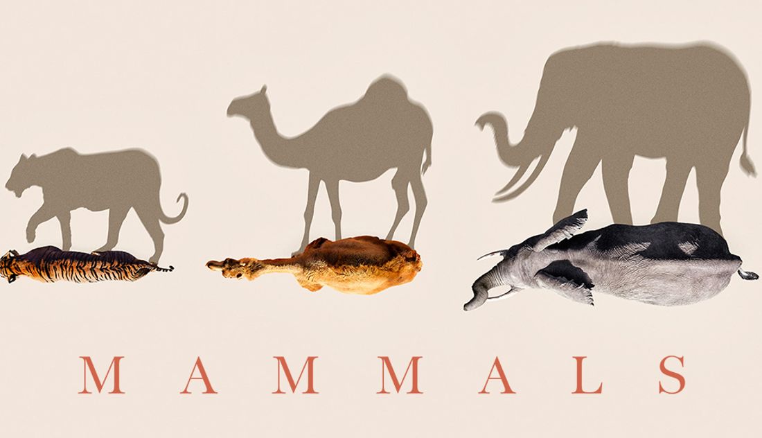 Mammals | Where to Stream & Watch Online?