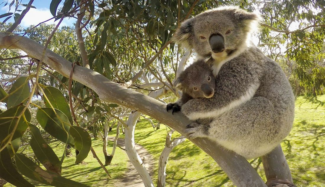 Secret Life of the Koala | Where to Stream & Watch Online?