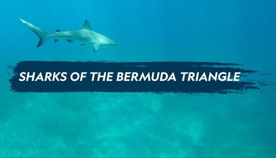 Sharks of the Bermuda Triangle | Where to Stream & Watch Online?