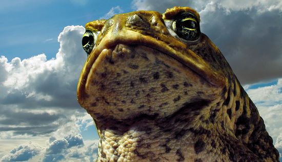 Cane Toads: The Conquest | Where to Stream & Watch Online?