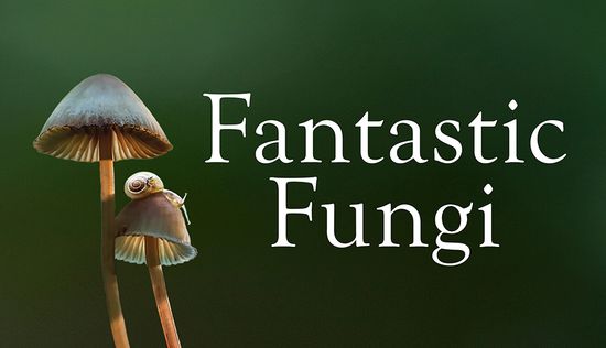 Fantastic Fungi (2019) | Where to Stream & Watch Online?