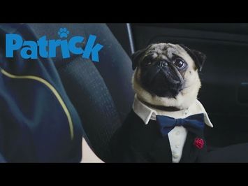 Patrick the Pug | Where to Stream & Watch Online?